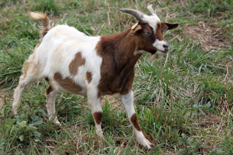 Myotonic Goats - Breed Profile - Goat Journal